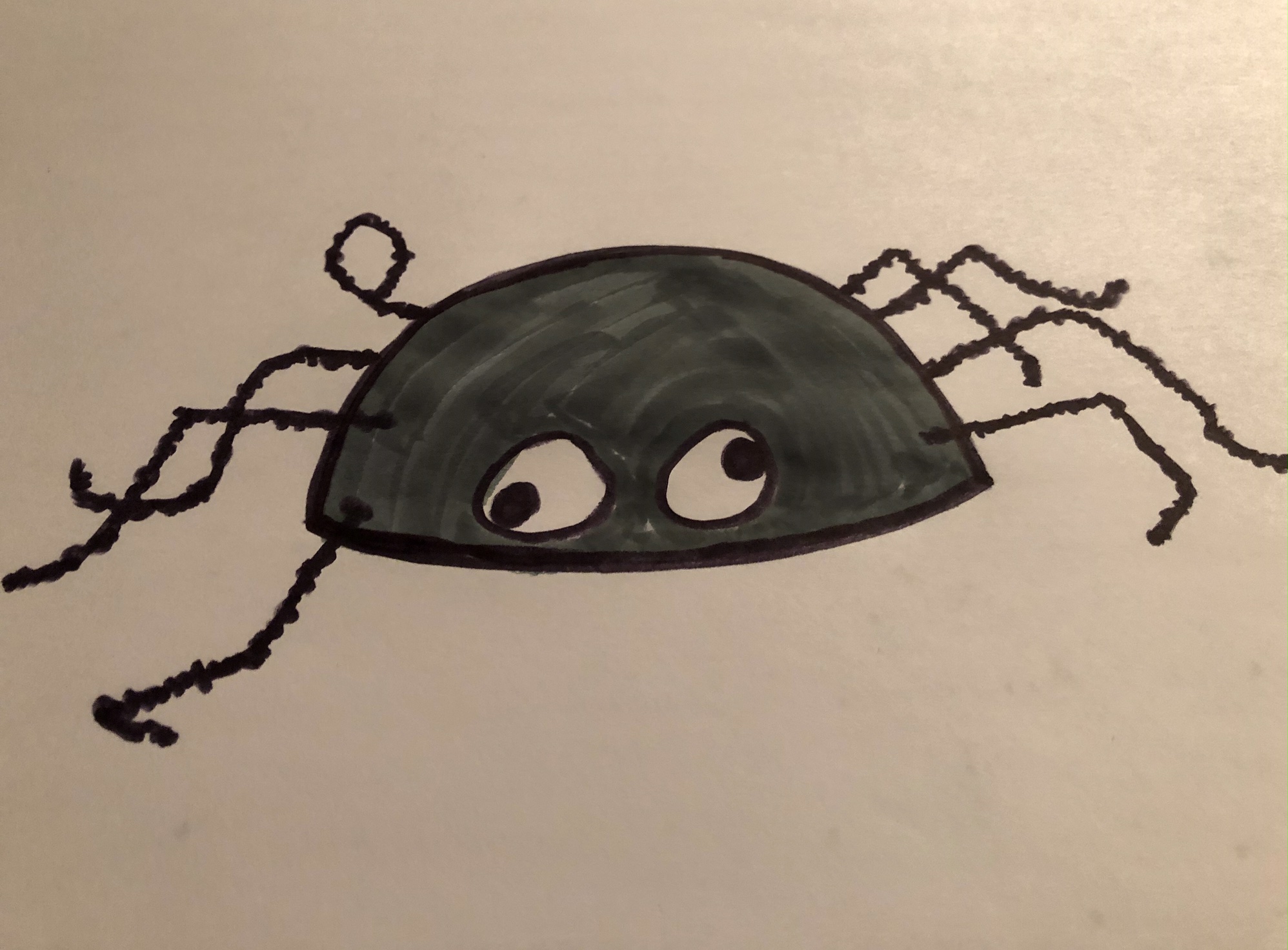 Googly-eyed Spiders – Beyond Lashley Lane